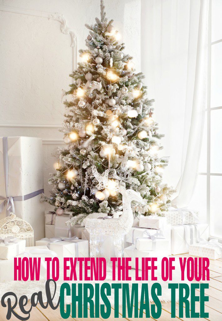 How to Extend the Life of your Real Christmas Tree - Frugal Mom Eh!